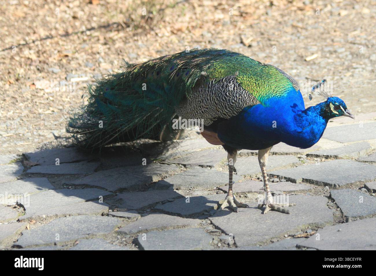 nice big young peacock on the sun Stock Photo - Alamy