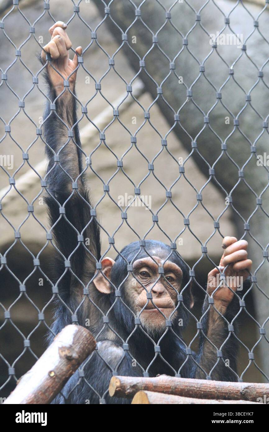 small chimp is loking from the prison for freedom Stock Photo - Alamy