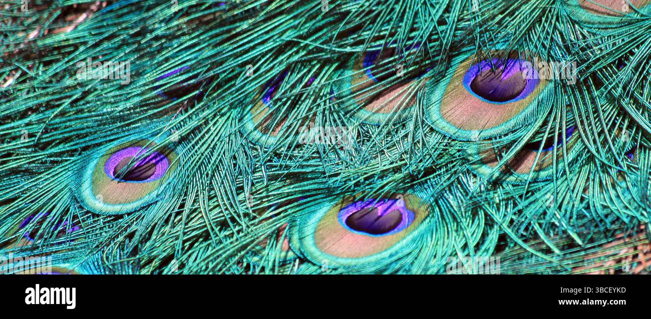 feather of peacock texture as very nice background Stock Photo - Alamy