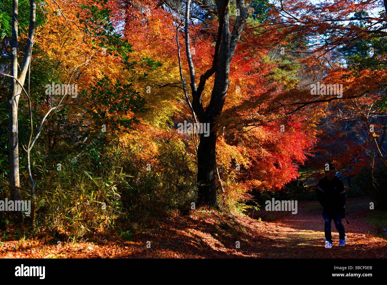 Autumn in Fukuura island, Matsushima bay, Sendai, Honshu,Japan,Asia ...