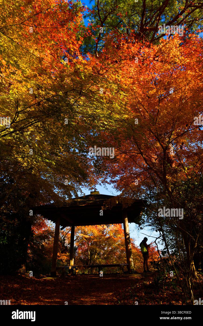 Autumn in Fukuura island, Matsushima bay, Sendai, Honshu,Japan,Asia ...