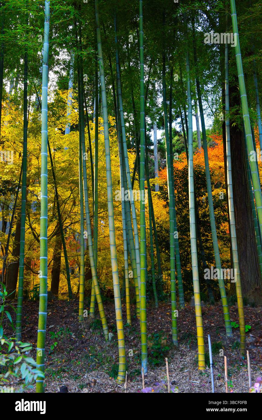 Bamboo forest, Matsushima, Sendai, Honshu,Japan,Asia Stock Photo - Alamy
