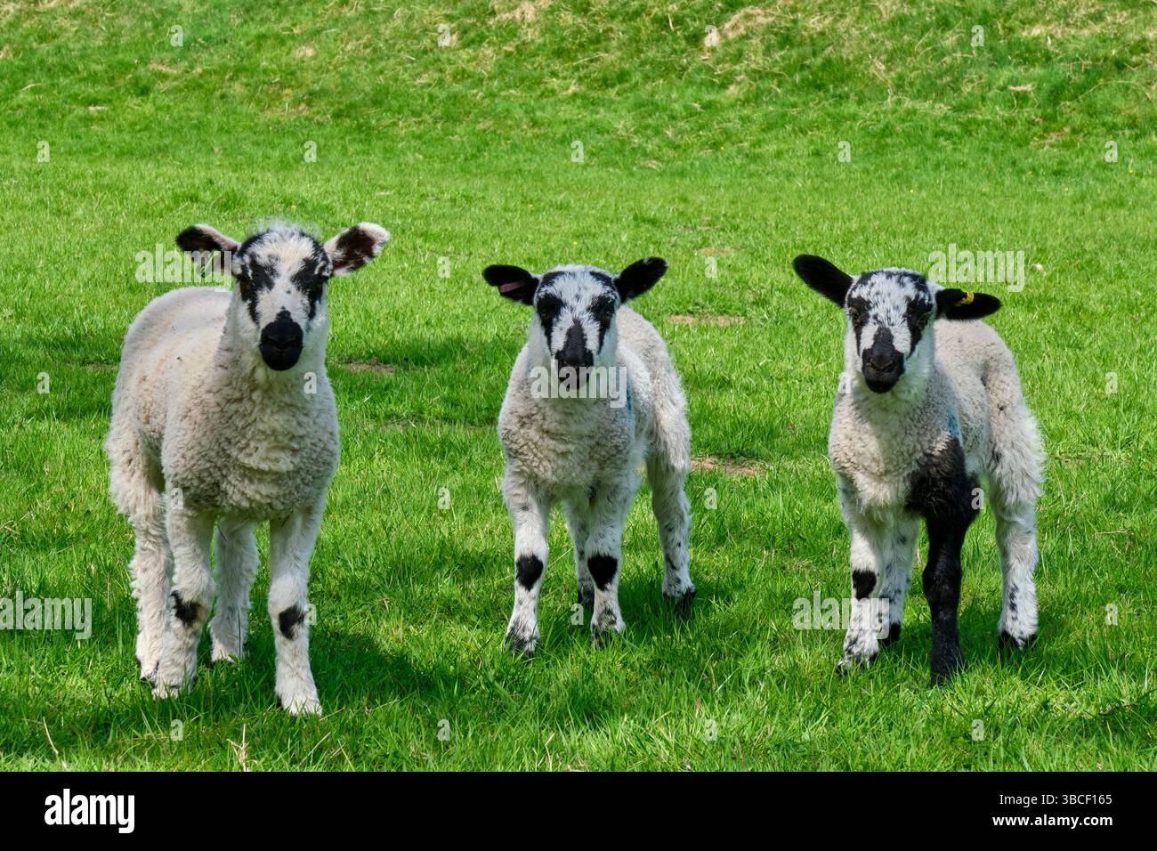 Three lambs in a field near Muker, Swaledale, Yorkshire Dales, North ...