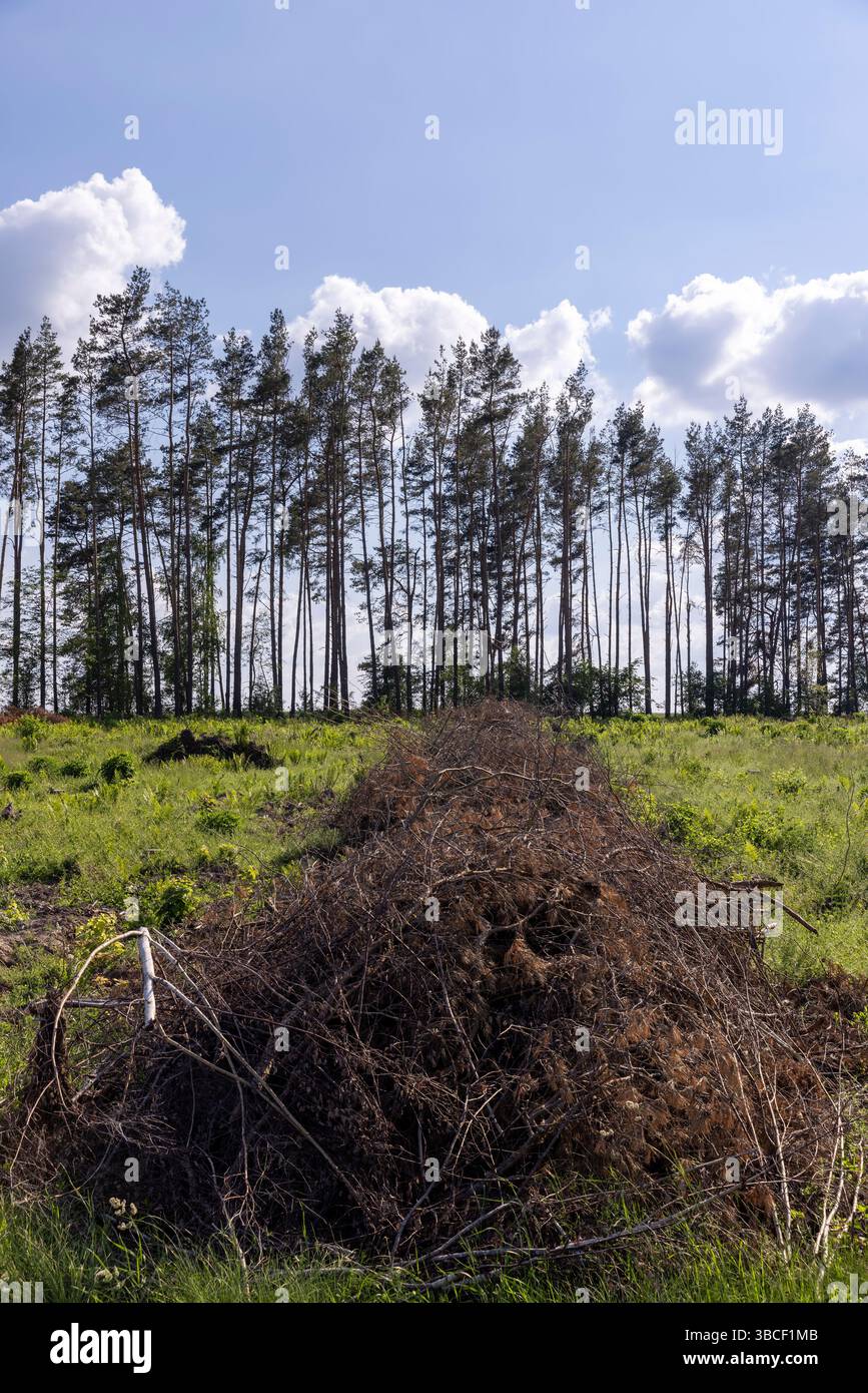 deforestation and timber harvesting in eastern Europe, felled and sawn ...