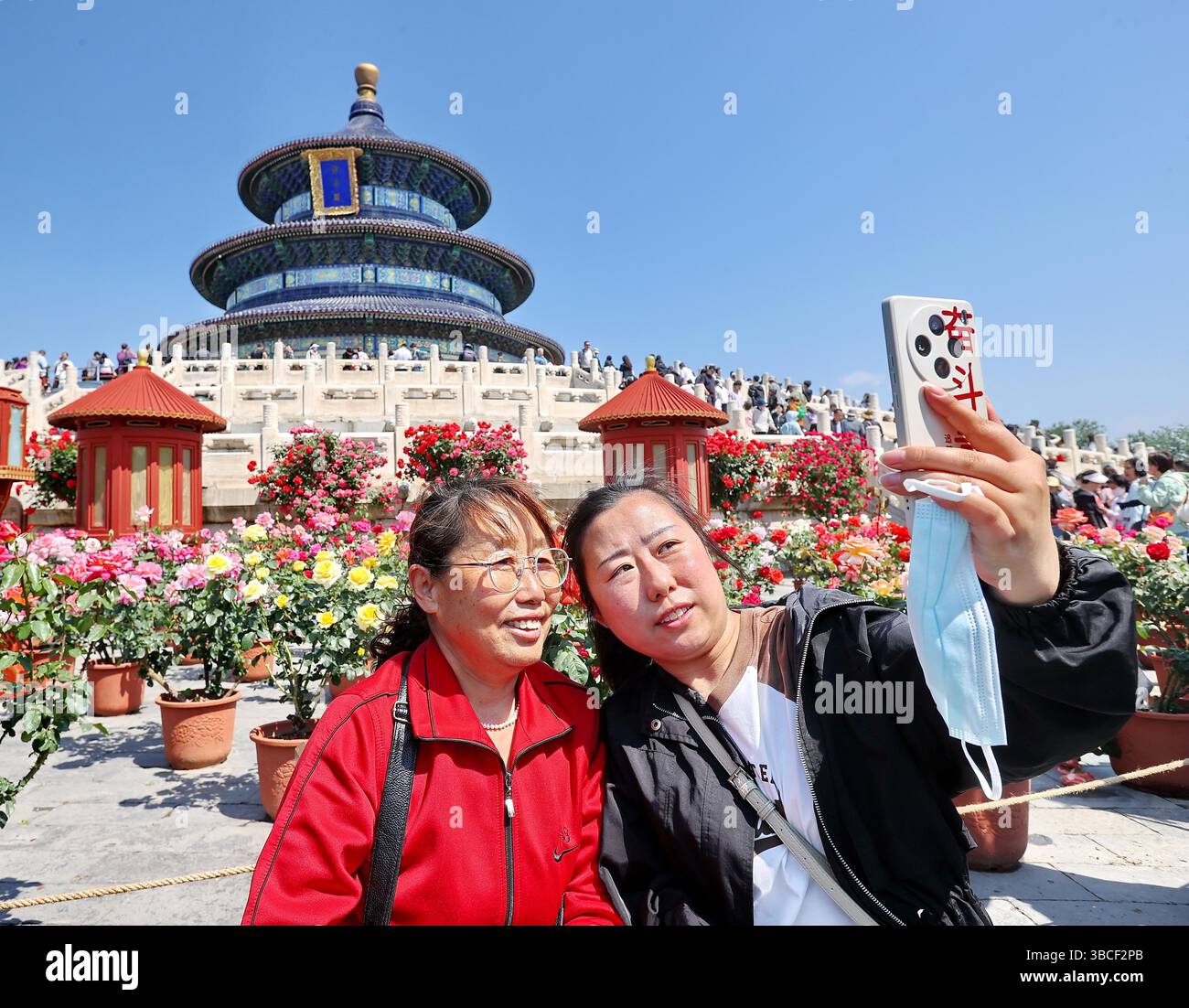 People admire Chinese rose flowers at Tiantan Park in Beijing, China ...