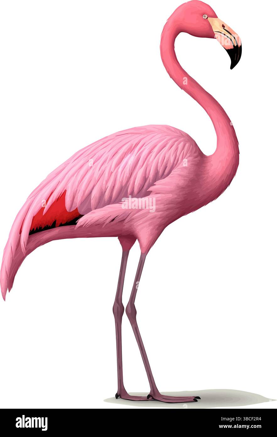 Flamingo minimal vector Stock Vector Images - Alamy