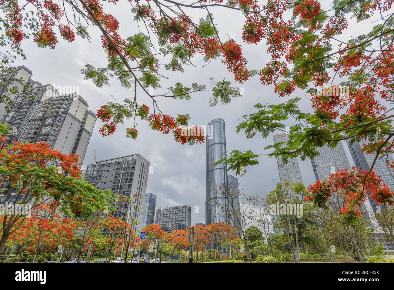 Phoenix flowers are in full bloom in Nanning City, south China's ...