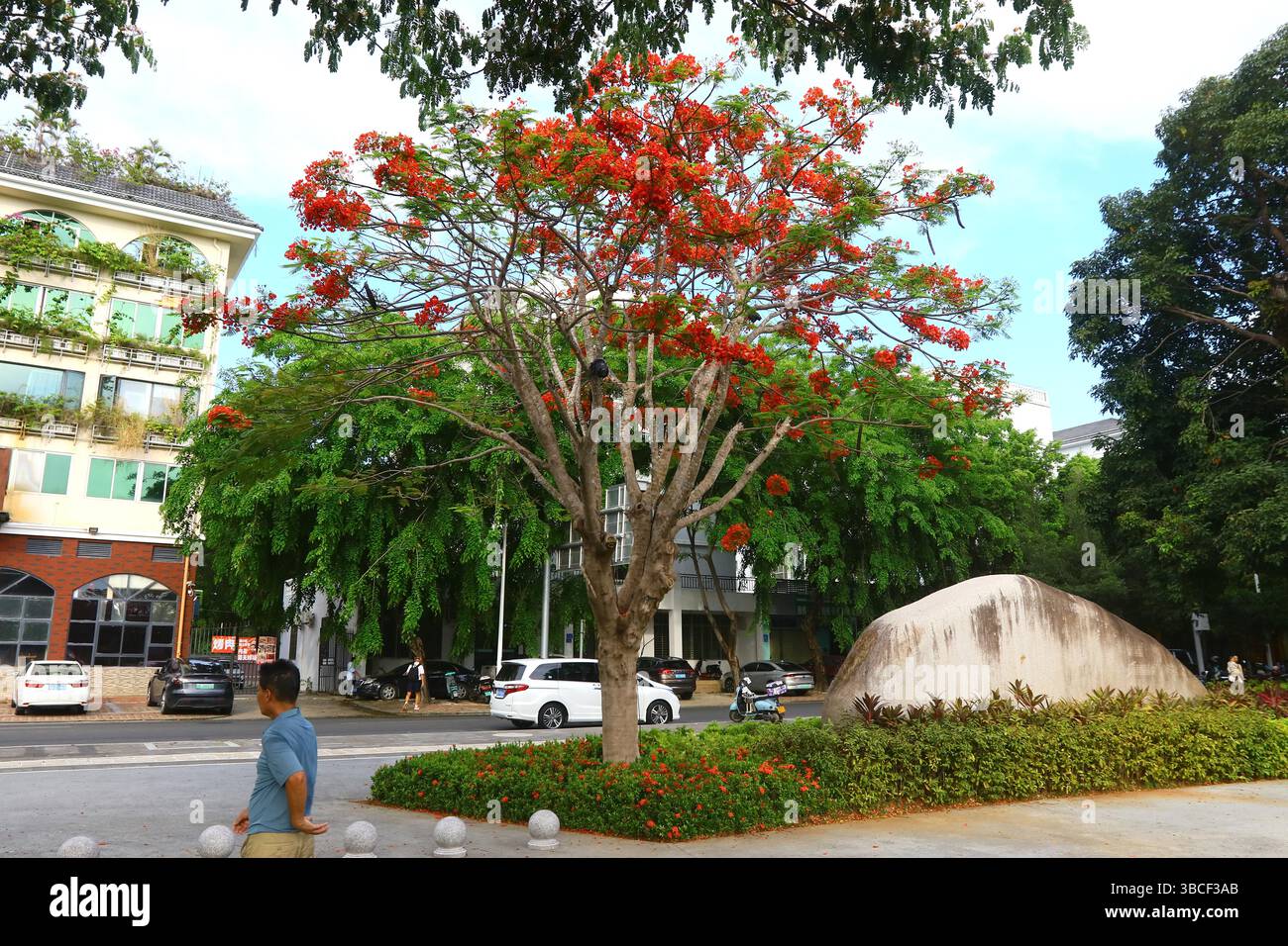 Phoenix flowers are in full bloom in Sanya City, southernmost China's ...