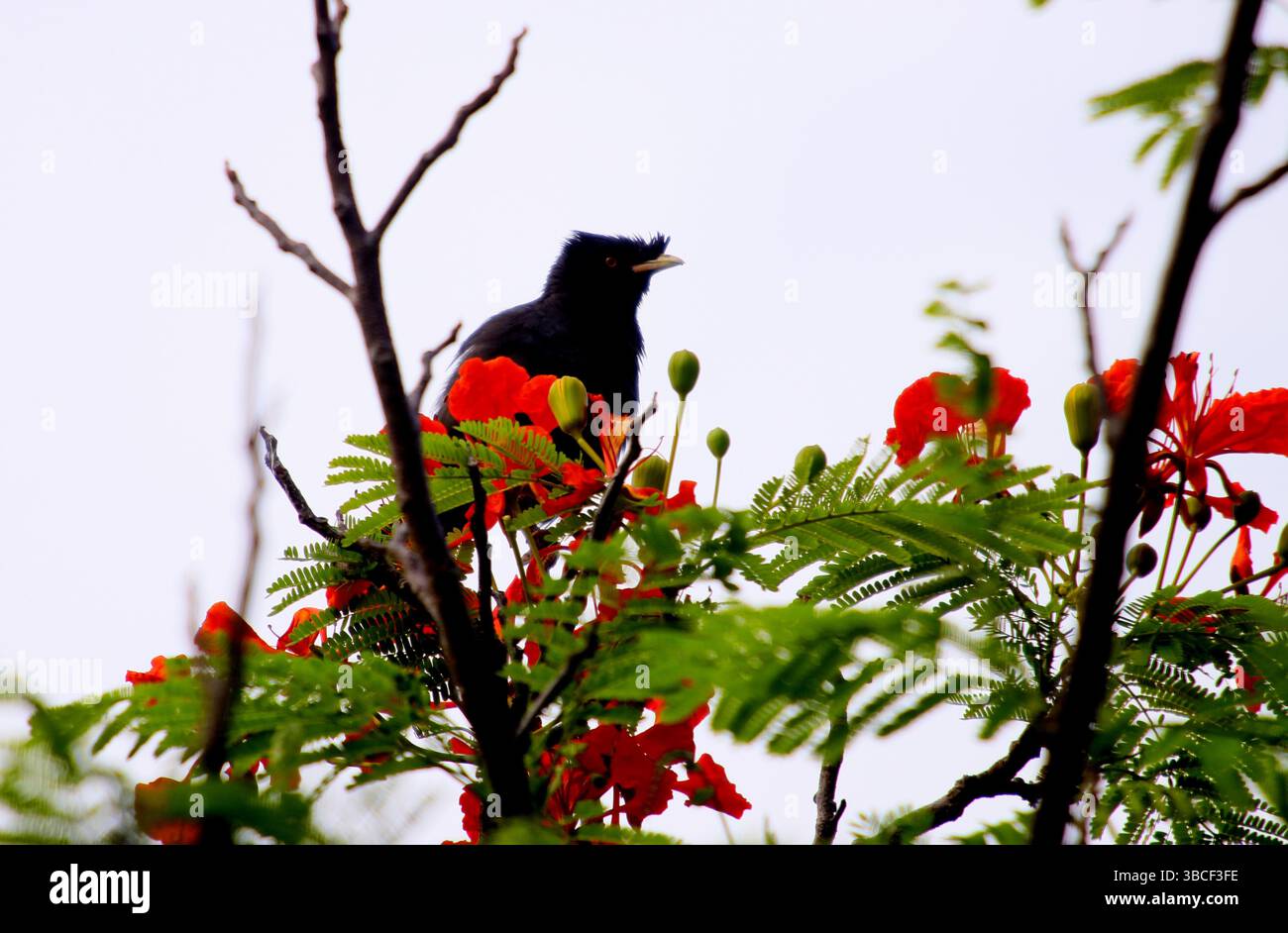 Phoenix flowers are in full bloom in Sanya City, southernmost China's ...