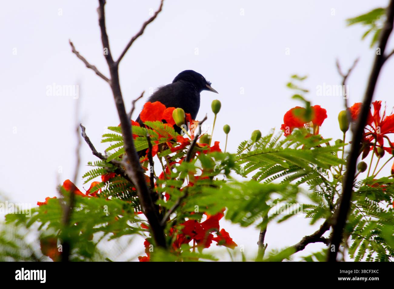 Phoenix flowers are in full bloom in Sanya City, southernmost China's ...