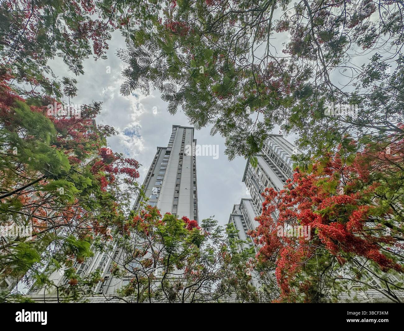 Phoenix flowers are in full bloom in Nanning City, south China's ...