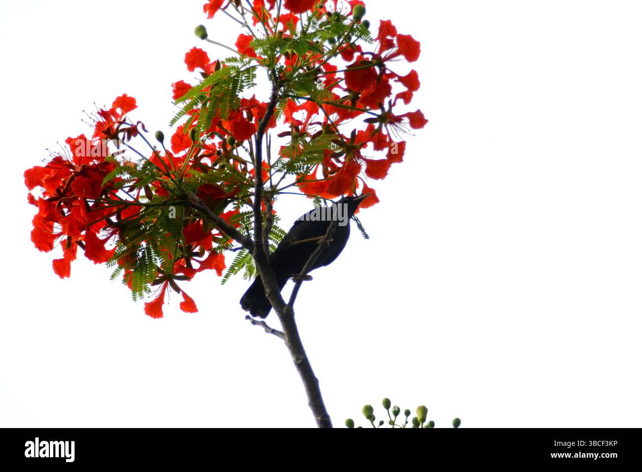 Phoenix flowers are in full bloom in Sanya City, southernmost China's ...