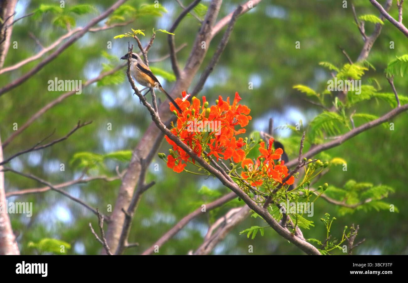Phoenix flowers are in full bloom in Sanya City, southernmost China's ...