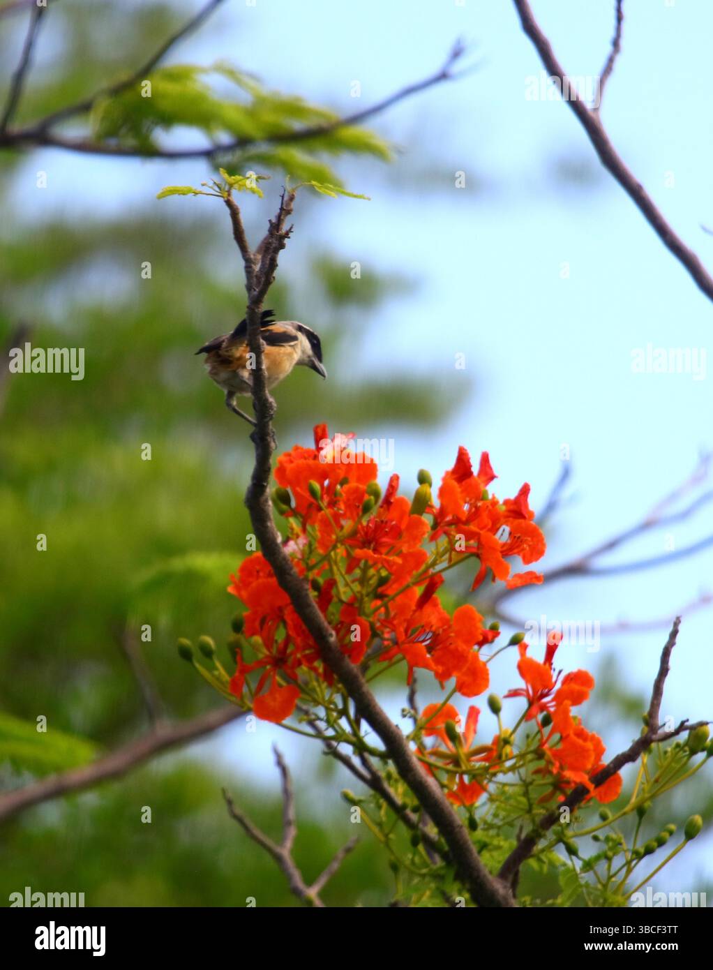 Phoenix flowers are in full bloom in Sanya City, southernmost China's ...