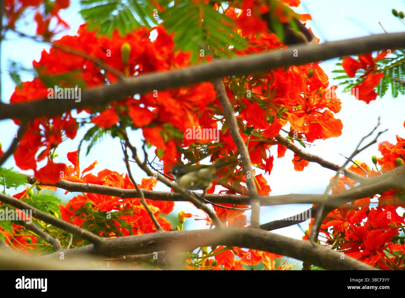 Phoenix flowers are in full bloom in Sanya City, southernmost China's ...