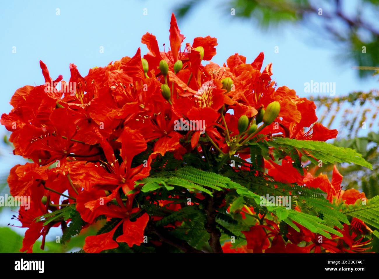 Phoenix flowers are in full bloom in Sanya City, southernmost China's ...