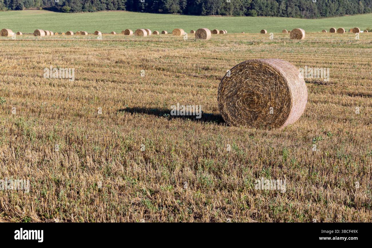 Yellow-golden straw on the field after harvesting in stacks, dry straw ...