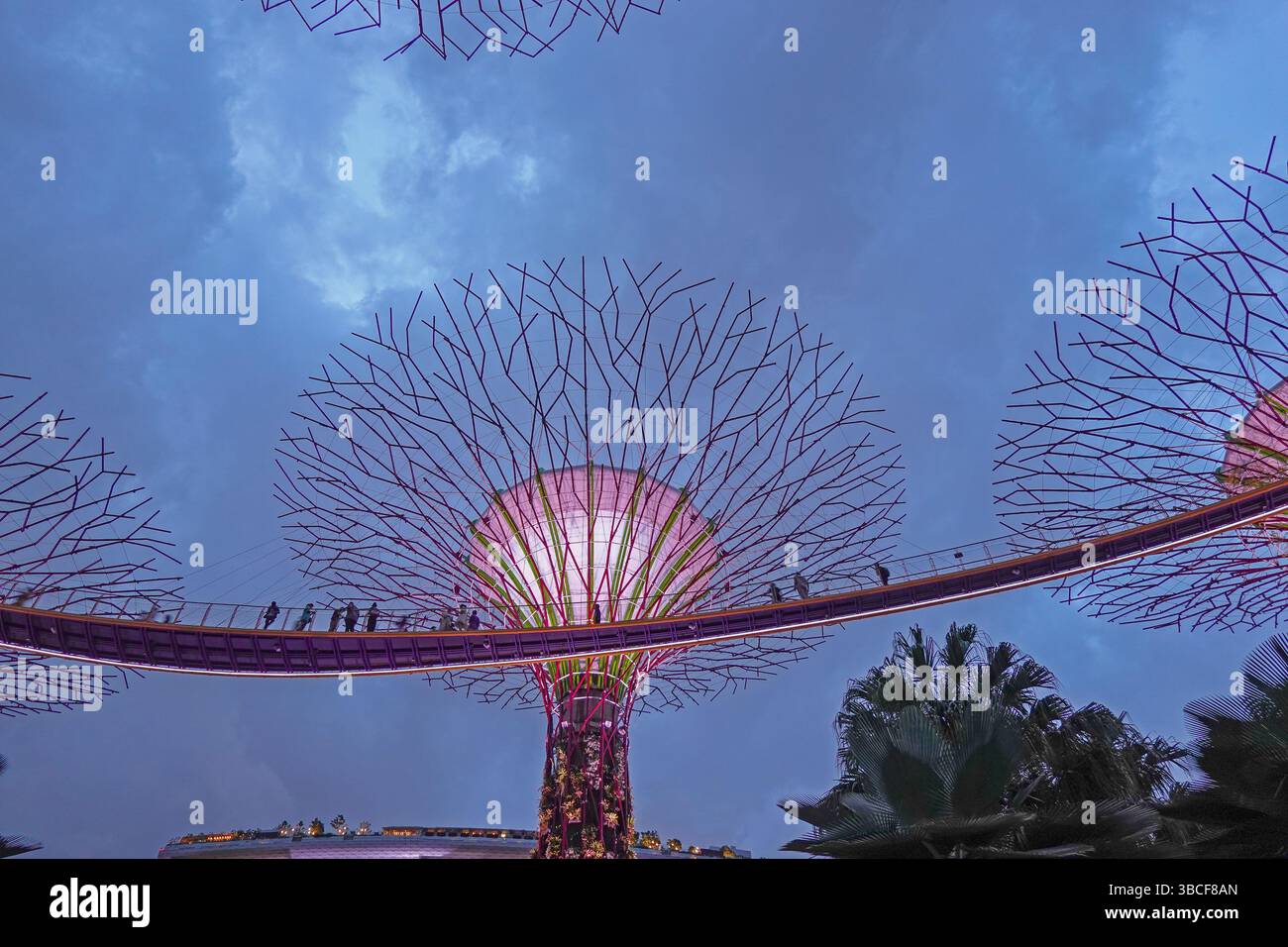Singapore, Supertree grove, located inside Gardens By The Bay .These ...