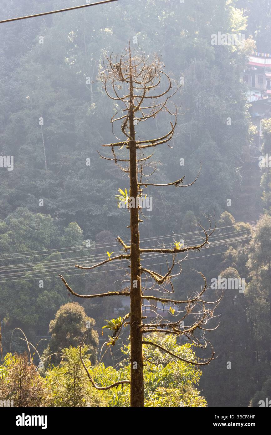 dead pine tree with hills in the background in Darjeeling, India Stock ...