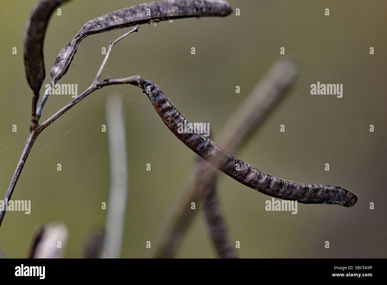 grey dried seed pods in the legume (Fabaceae or Leguminosae) family ...