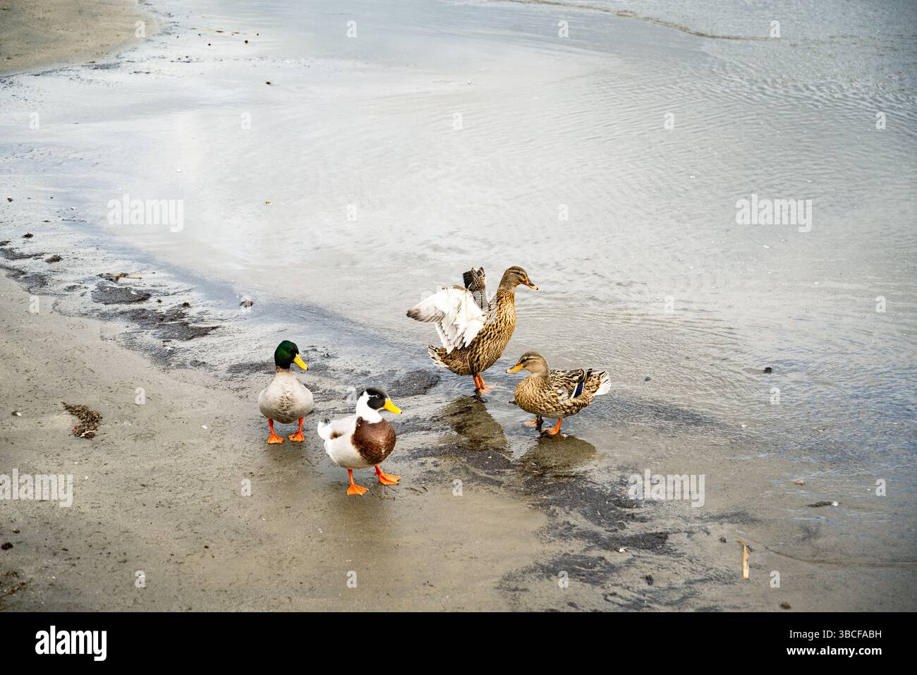 The back end of a tufted duck entering the water as it dives Stock ...