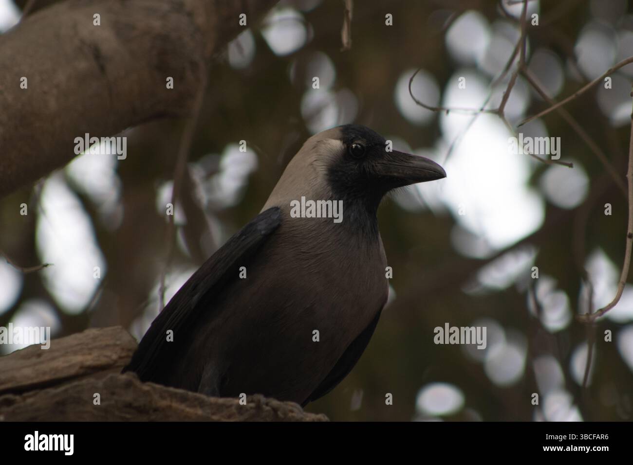 Indian House Crow (Corvus splendens) on the branch of a tree isolated on a natural background ...