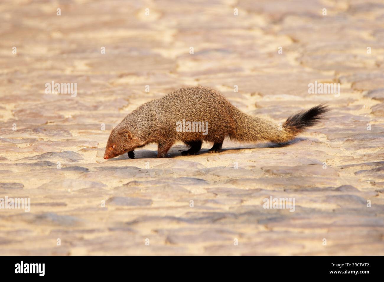 Indian or Asian Grey Mongoose (Urva edwardsii) crossing a red earth ...