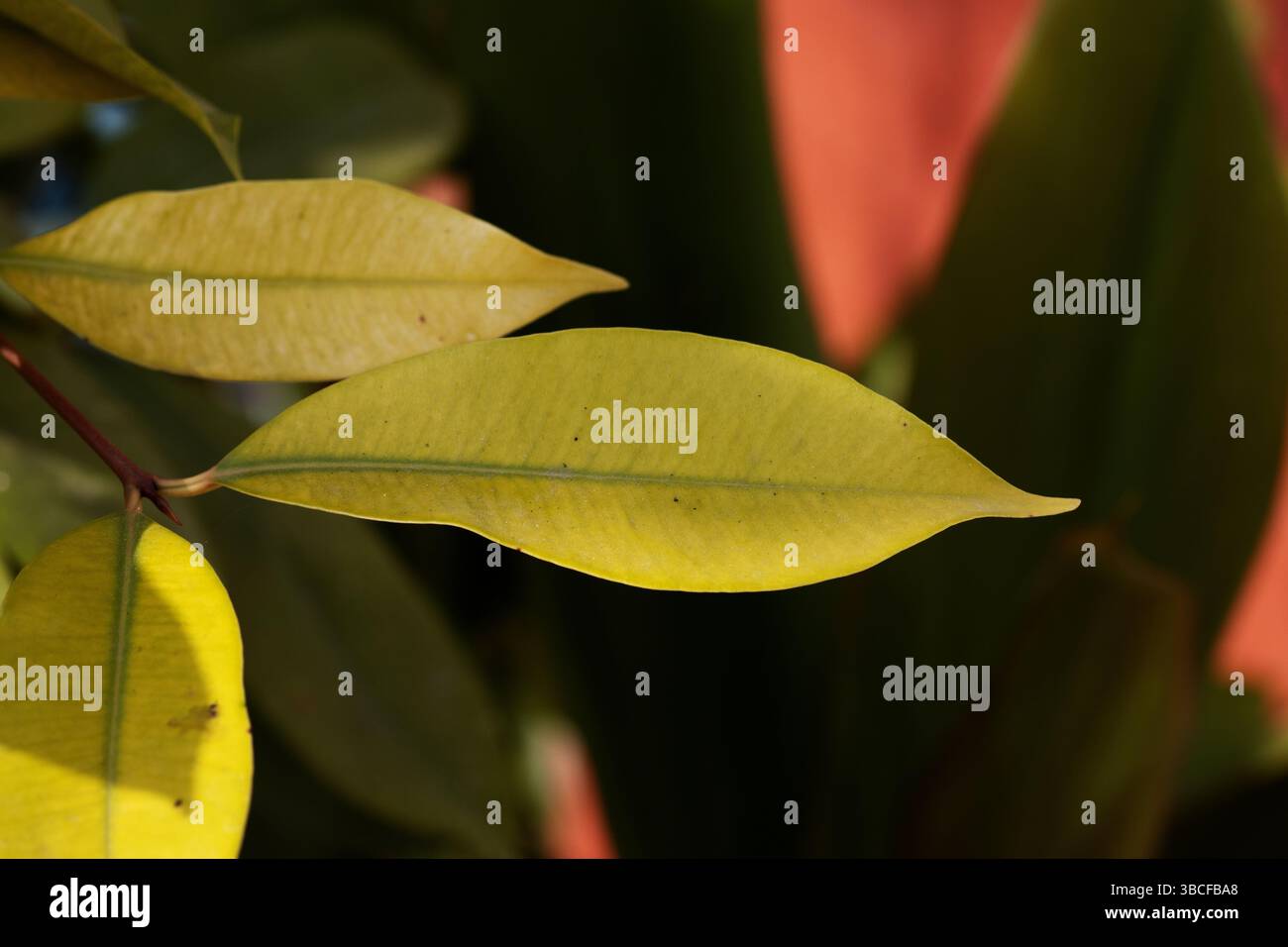 new shoot and leaves isolated on a natural background Stock Photo - Alamy