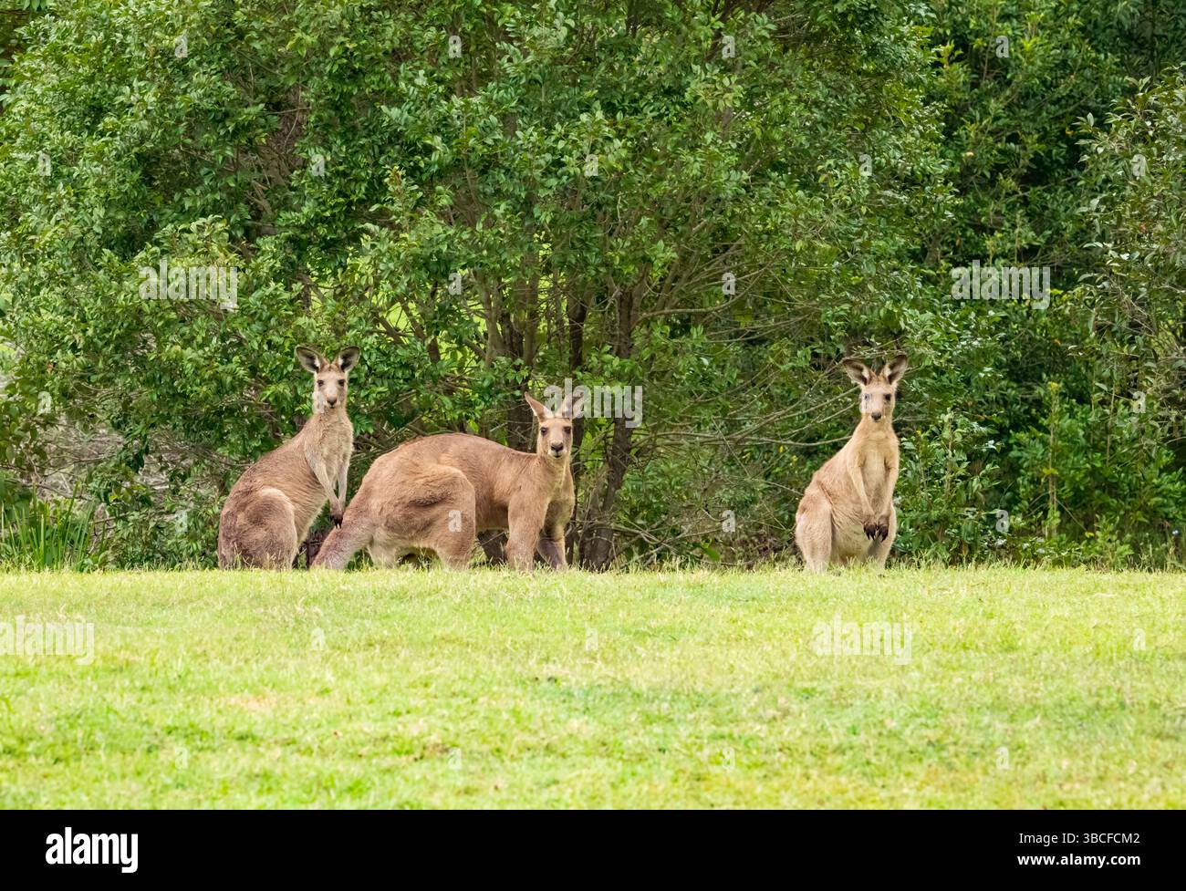 Eastern Grey Kangaroo, Macropus giganteus in the wild ears pricked up ...