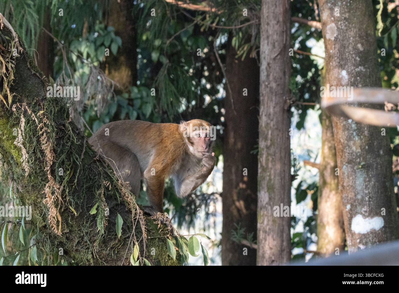 single male Rhesus macaque (Macaca mulatta) monkey in Darjeeling, India ...
