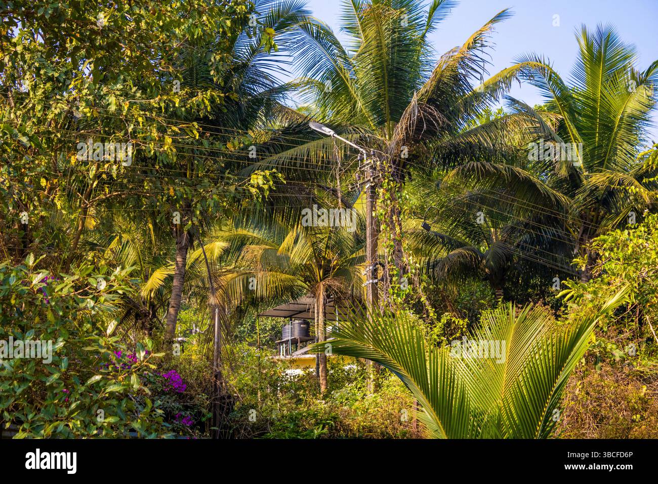Garden in Agonda, Goa, India Stock Photo - Alamy