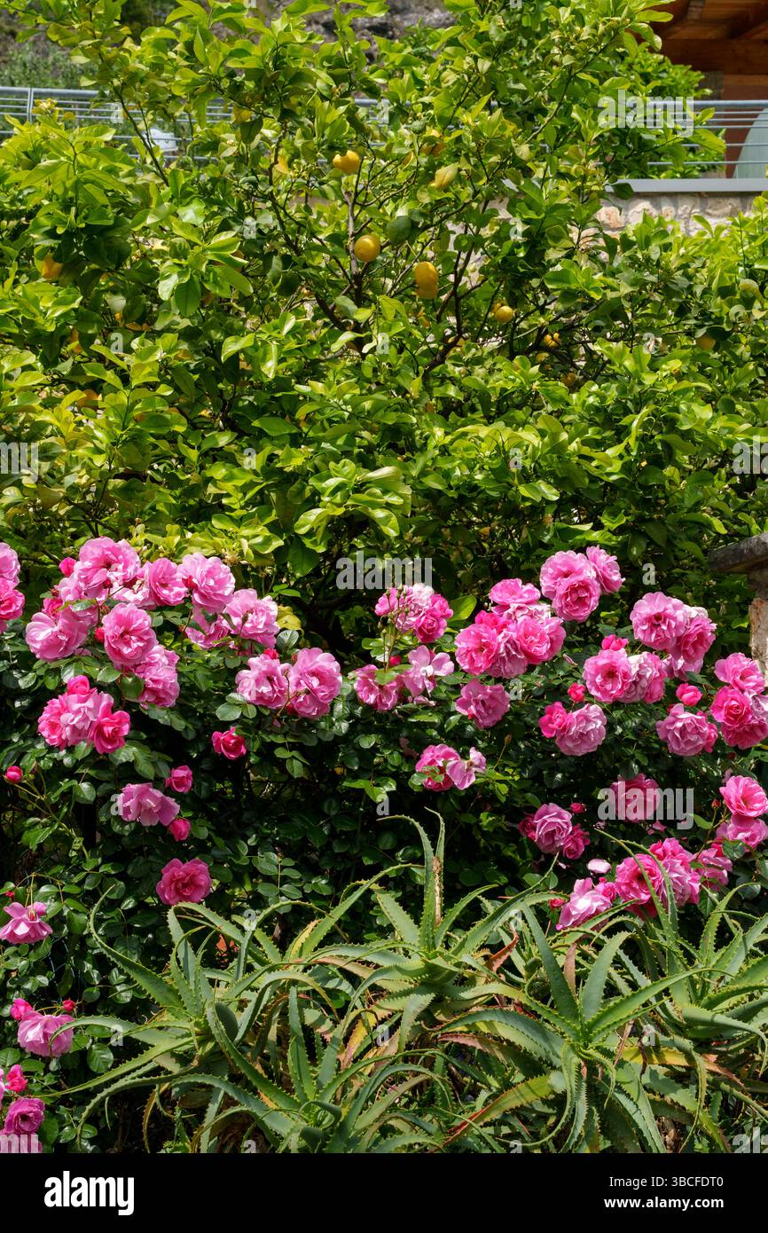 Mediterranean Garden On Lake Garda, Italy With Lemon Trees, Flowering ...