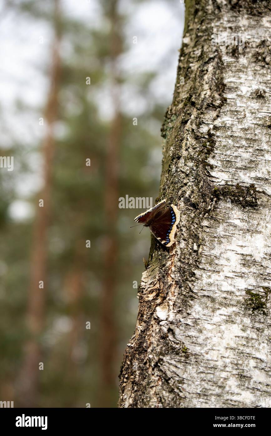 Mourning Cloak (butterfly) On A Birch Tree Stock Photo - Alamy