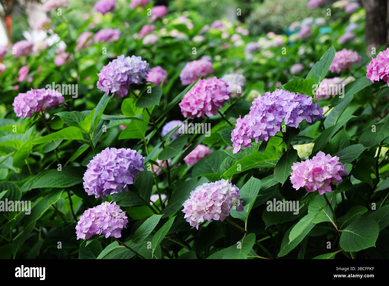 Hydrangea flowers are in full bloom in Shanghai, China, 17 May, 2025 ...