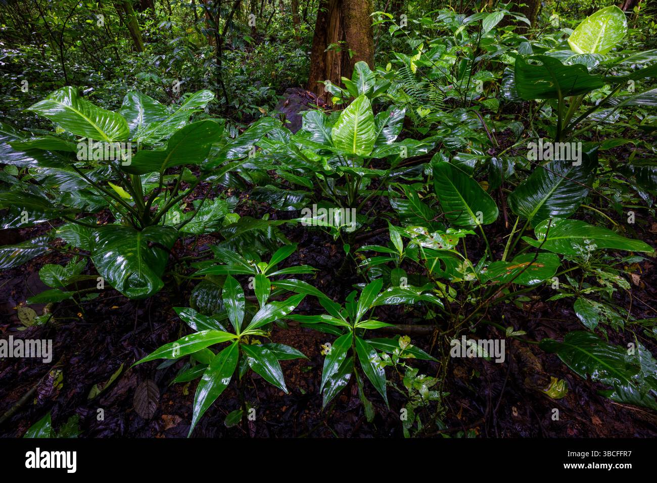 Lush vegatation in the understory of the rainforest of Cerro Hoya ...