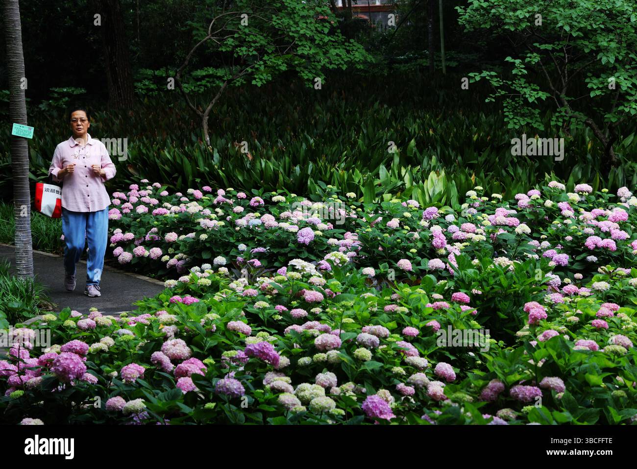 Hydrangea flowers are in full bloom in Shanghai, China, 17 May, 2025 ...