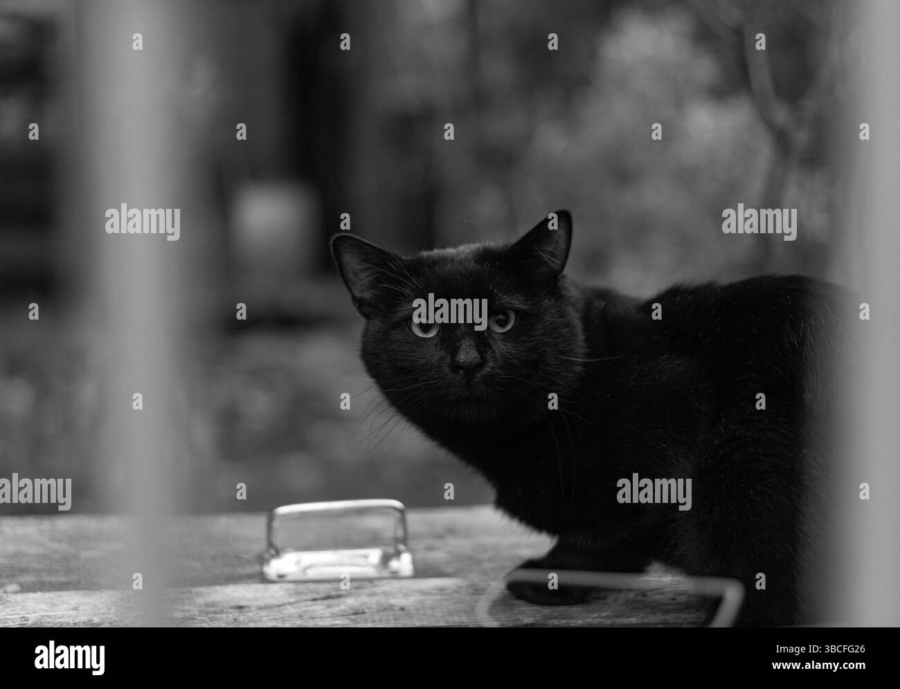 Chatslibres hi-res stock photography and images - Alamy