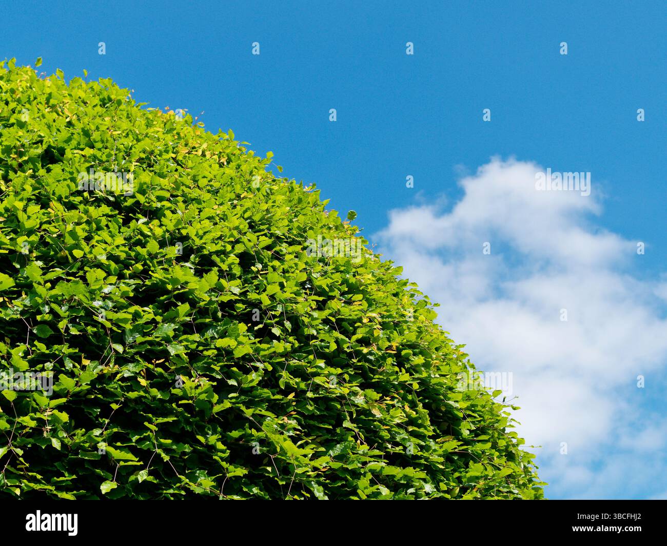 Abstract of Green Round Tree and White Cloud, Caversham, Reading ...
