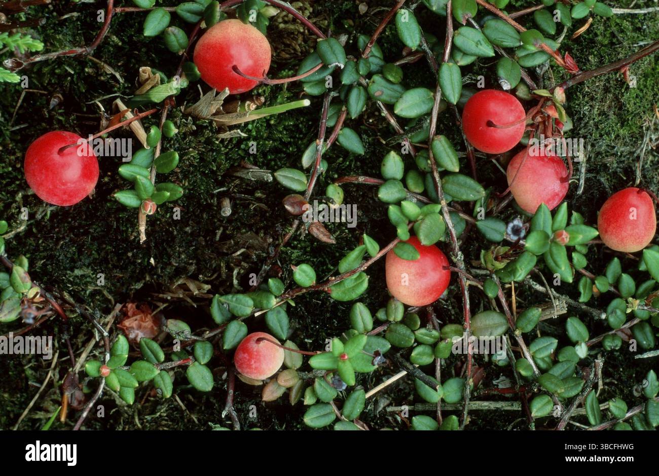 Cranberries (shrubs) (Europe) (europe) (plants) (plants) (heather ...