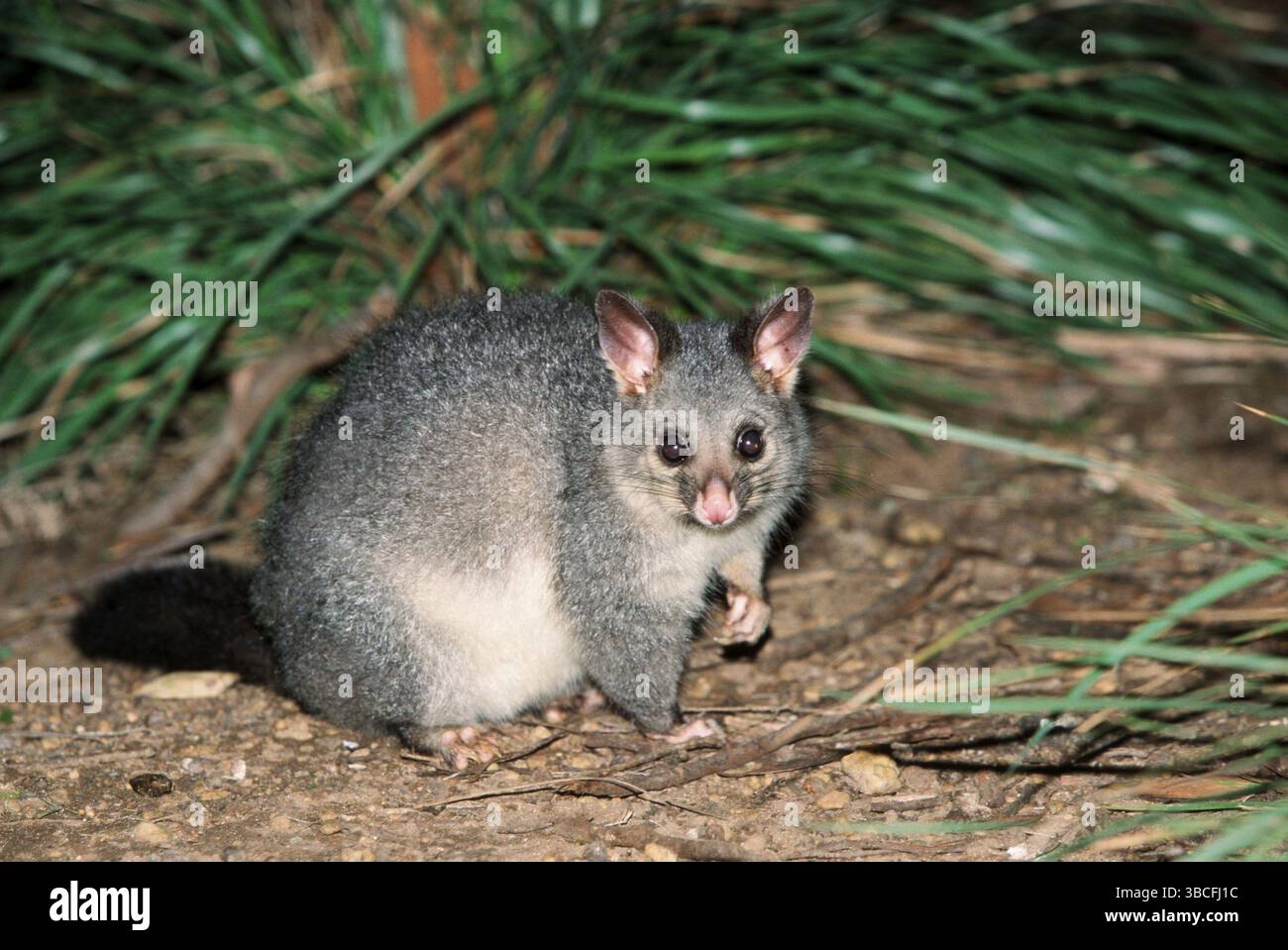 Common brushtail possum (Trichosurus vulpecula), Australia, Oceania ...