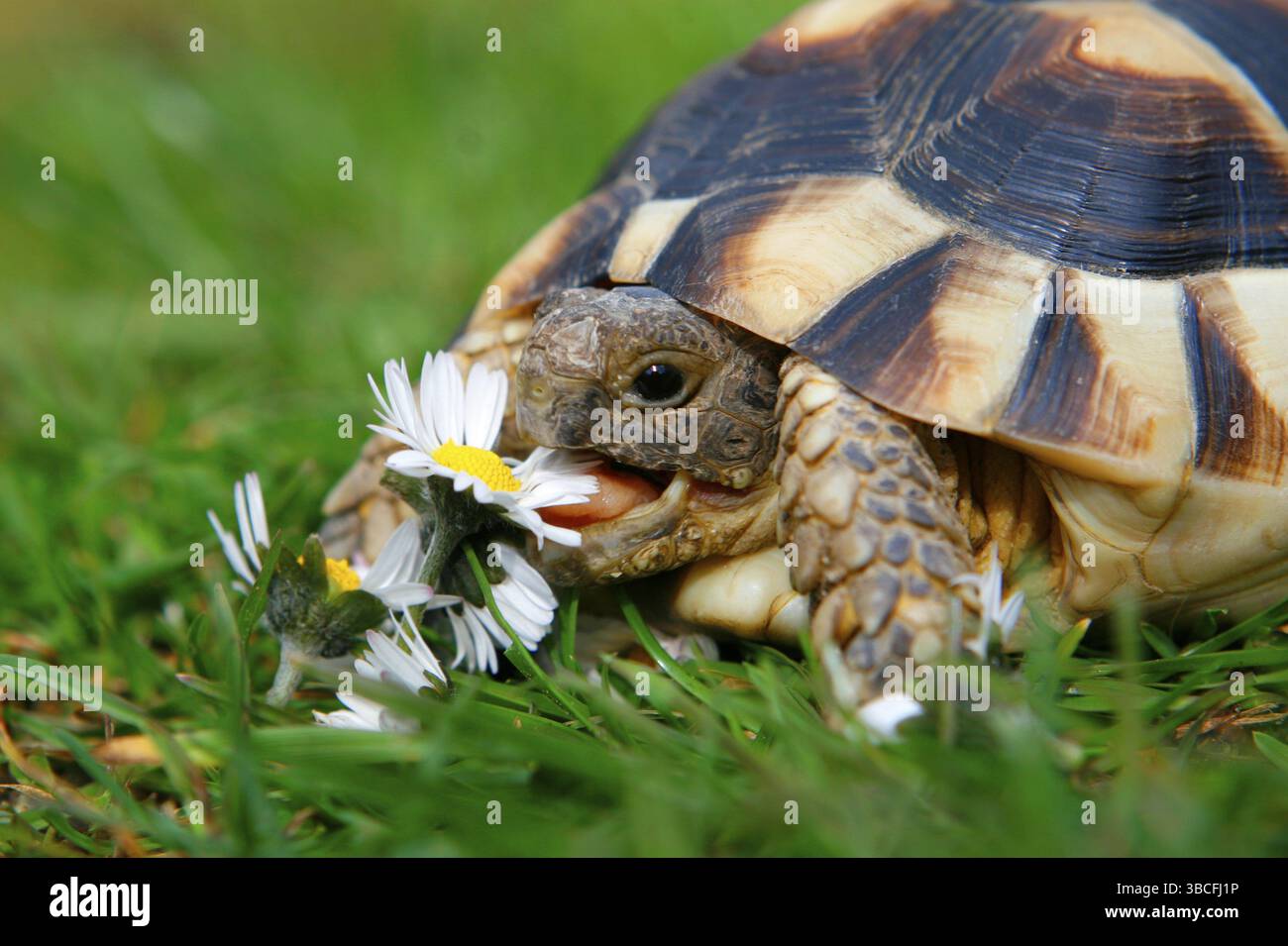 Marginated Tortoise (Testudo marginata) eating Daisy Stock Photo - Alamy