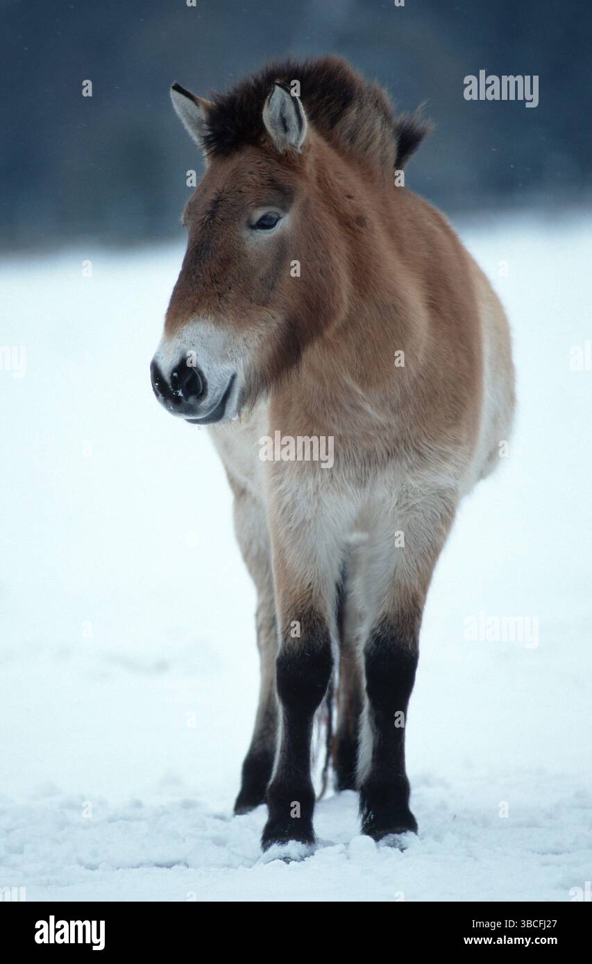 Przewalski's Wild Horse (Equus przewalskii), Przewalski's horse, asia ...