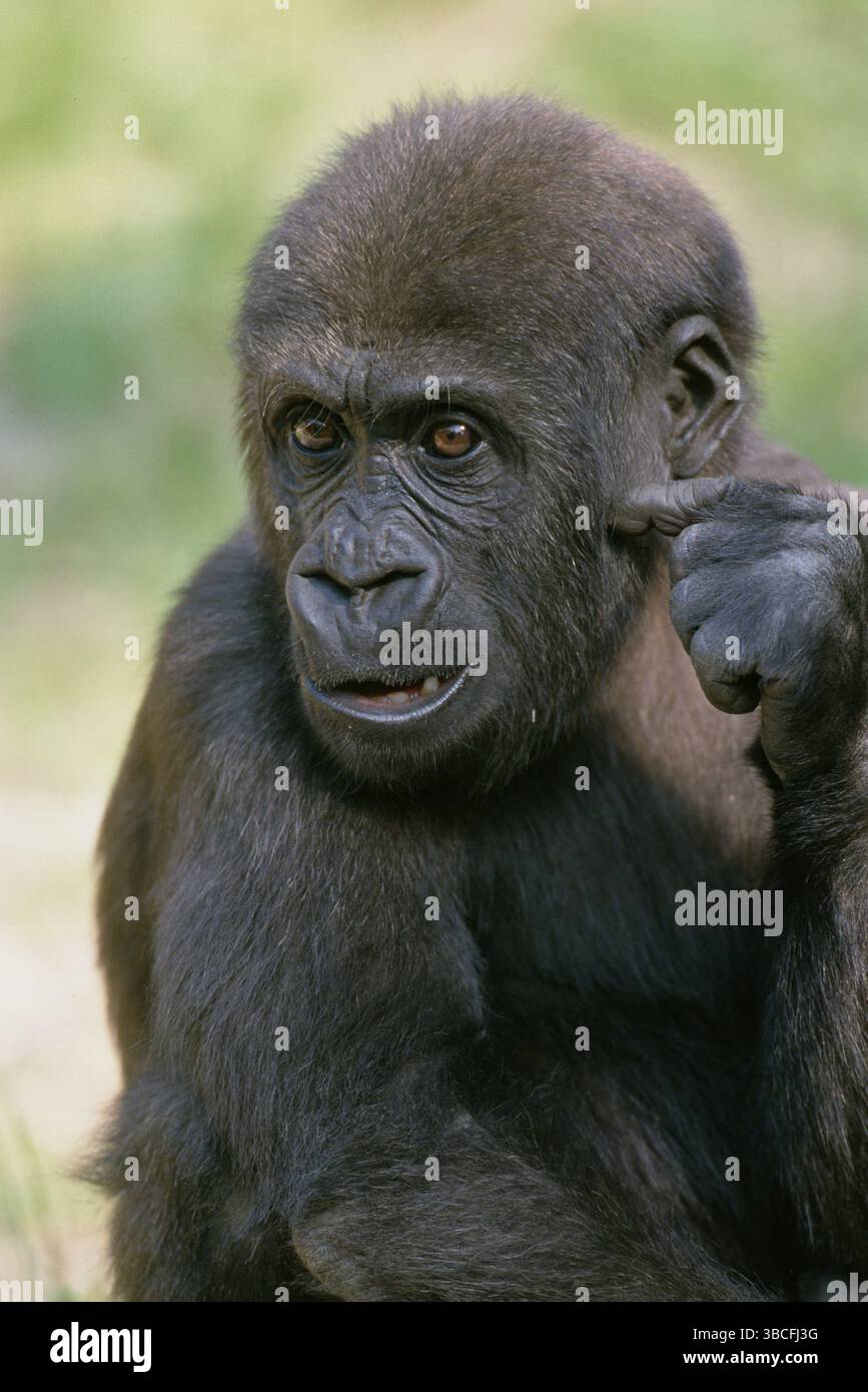 Young Western Gorilla, Western lowland gorilla (Gorilla gorilla gorilla ...