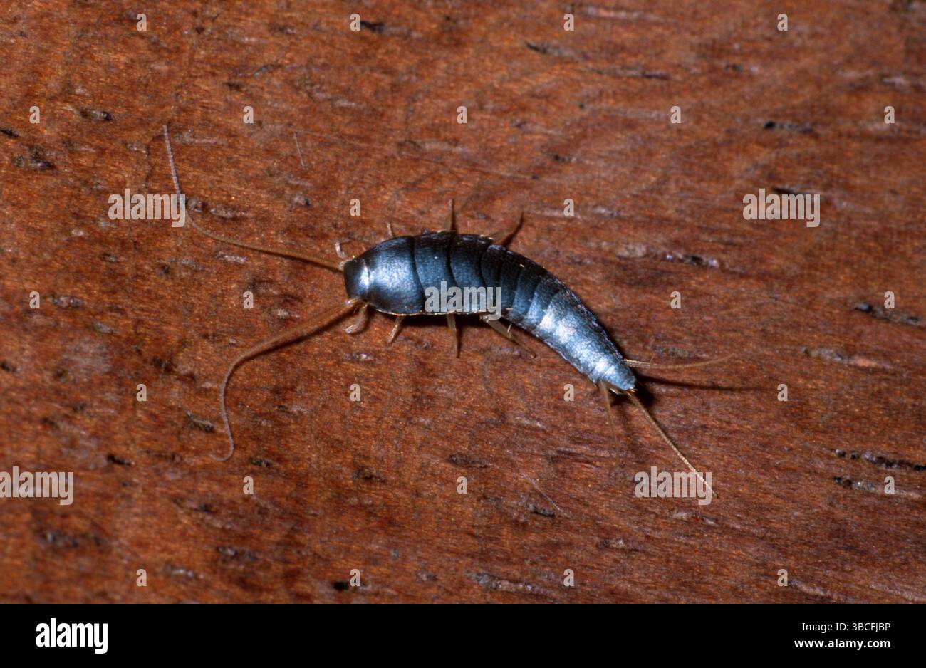 Silverfish (Lepisma saccharina Stock Photo - Alamy