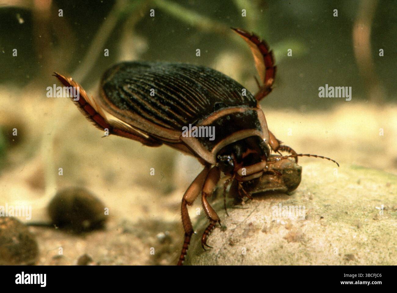 Great Diving Beetle, female, yellow fire beetle (Dytiscus marginalis ...