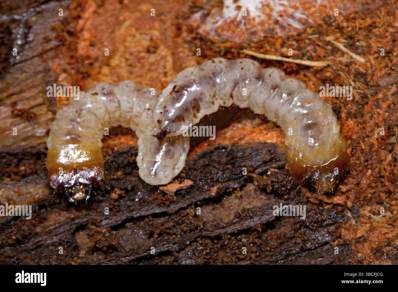 Ribbed pine borer, larvae (Rhagium inquisitor Stock Photo - Alamy
