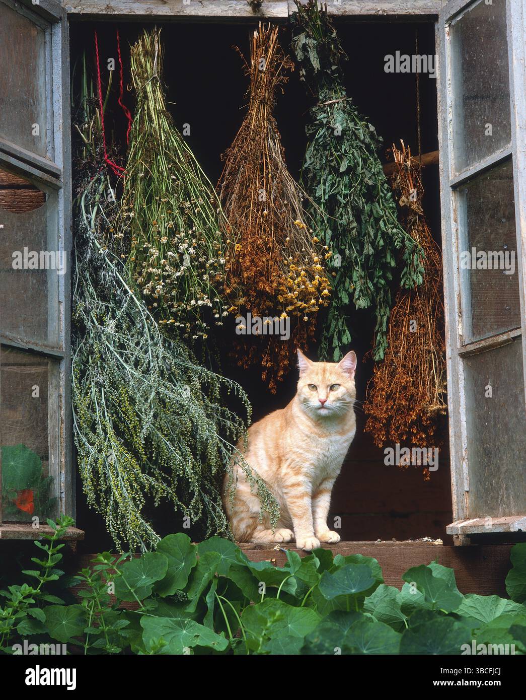 House cat at an open window, with herb bundles hung up to dry ...