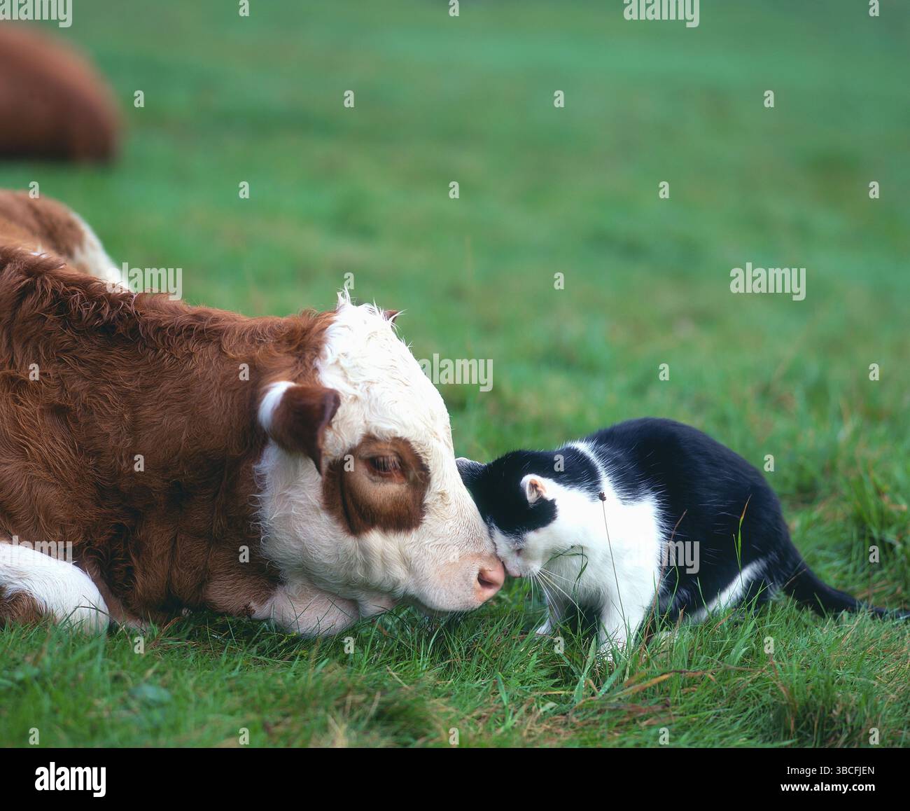 Domestic cat and calf, calf, cow, cows, calves Stock Photo - Alamy