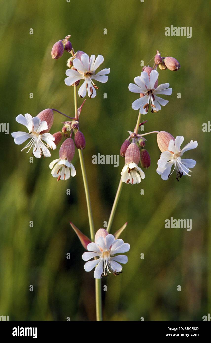 White Campion (Silene alba) (Silene (Silene pratensis) latifolia alba ...