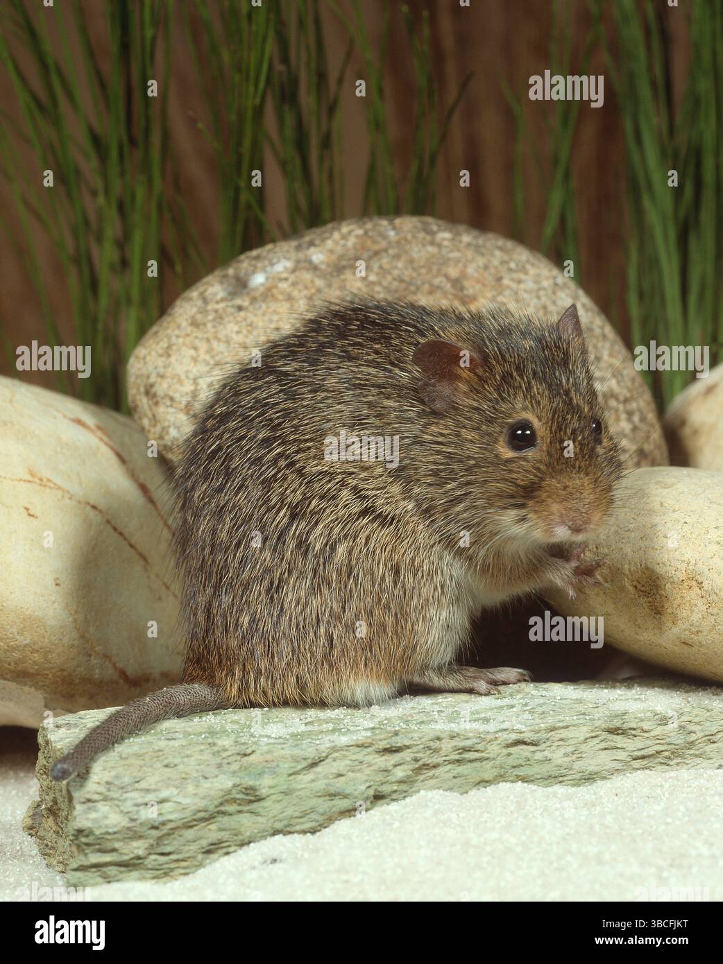 Bamboo rat (Rhizomys), lateral view Stock Photo - Alamy